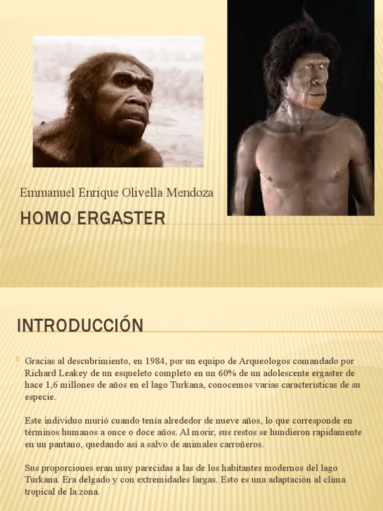 Homo Ergaster | PDF | Homo | Hominidae
