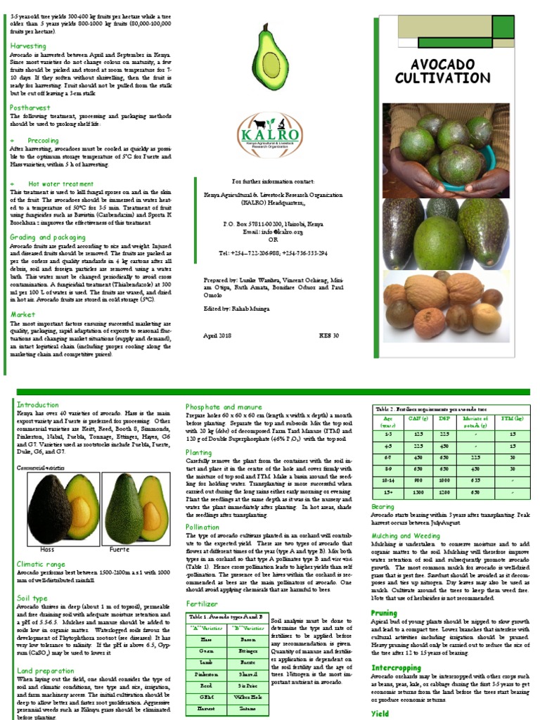 Avocado Production Cultivation | PDF | Mulch | Avocado