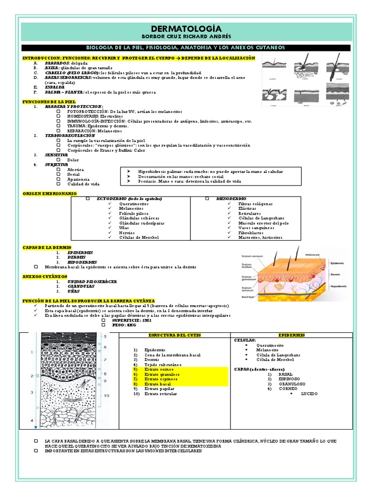 Examen Primer Parcial - Dermato | PDF | Piel | Epidermis