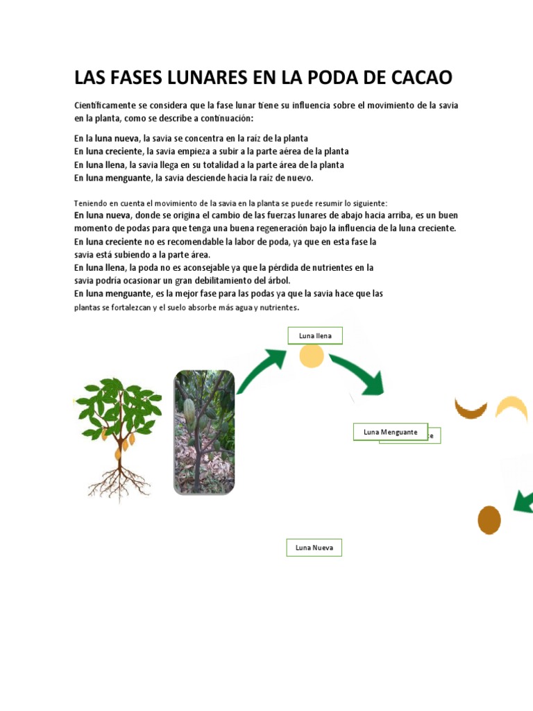 Las Fases Lunares en La Poda de Cacao | PDF
