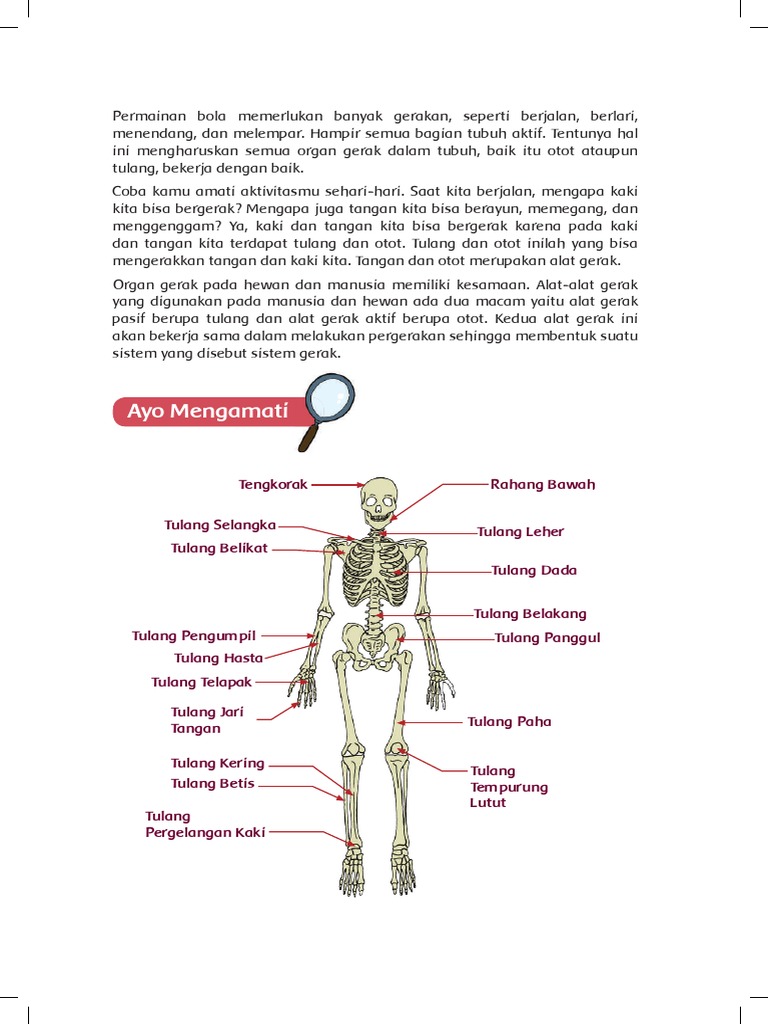 Organ Gerak Manusia | PDF