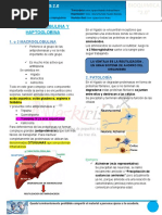Condrogénesis y Crecimiento Del Cartílago | PDF