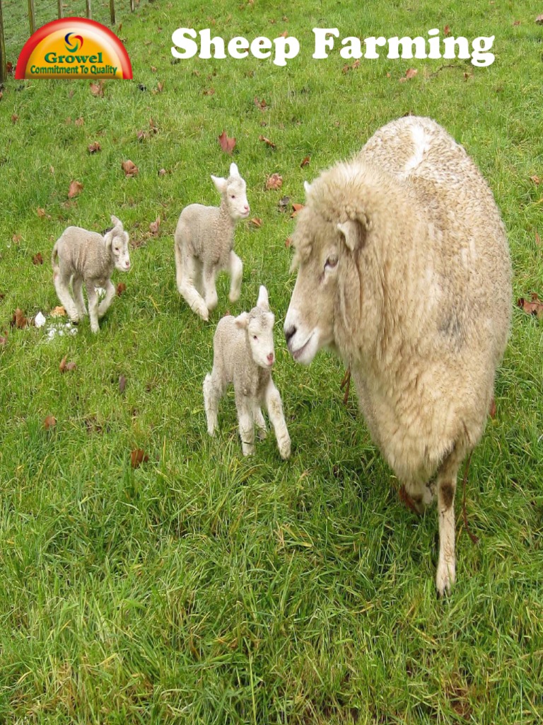 Sheep Farming | PDF | Sheep | Wool