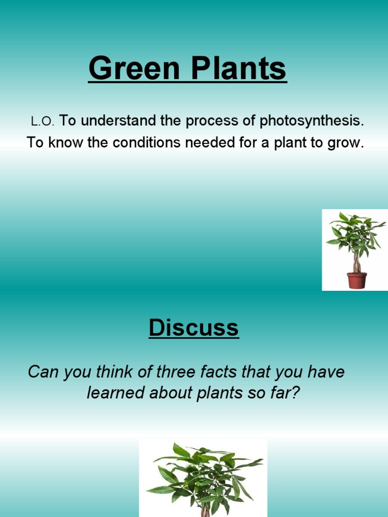 The Process of Photosynthesis: Understanding How Plants Make Their Own ...