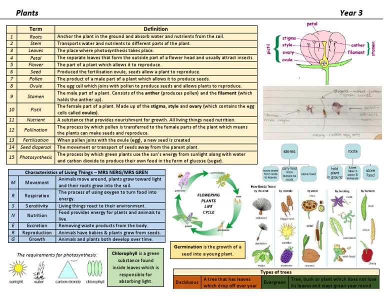 Plants Knowledge Organiser v1 | PDF | Plants | Seed
