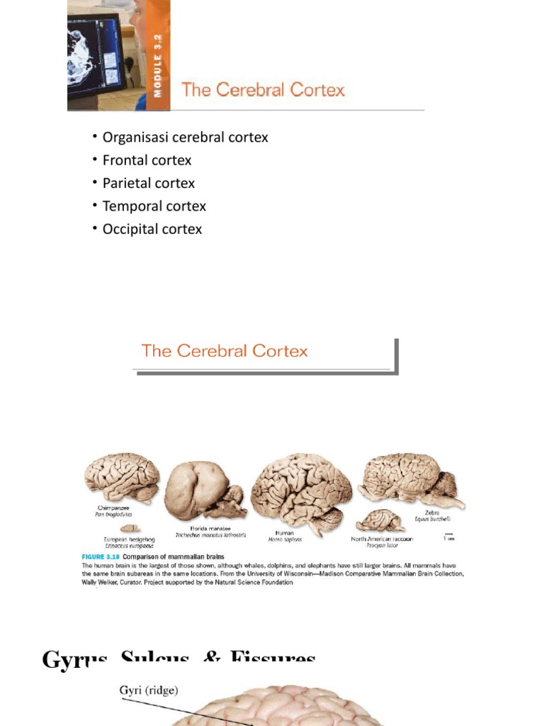 Anatomy and Functions of the Cerebral Cortex | PDF