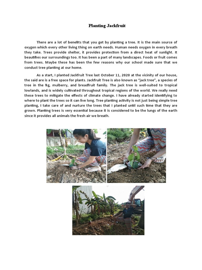 Narrative Report Tree Planting | Download Free PDF | Trees | Bonsai