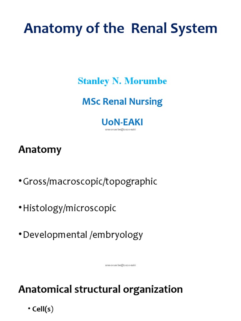 Anatomy of The Renal System | PDF | Kidney | Genitourinary System