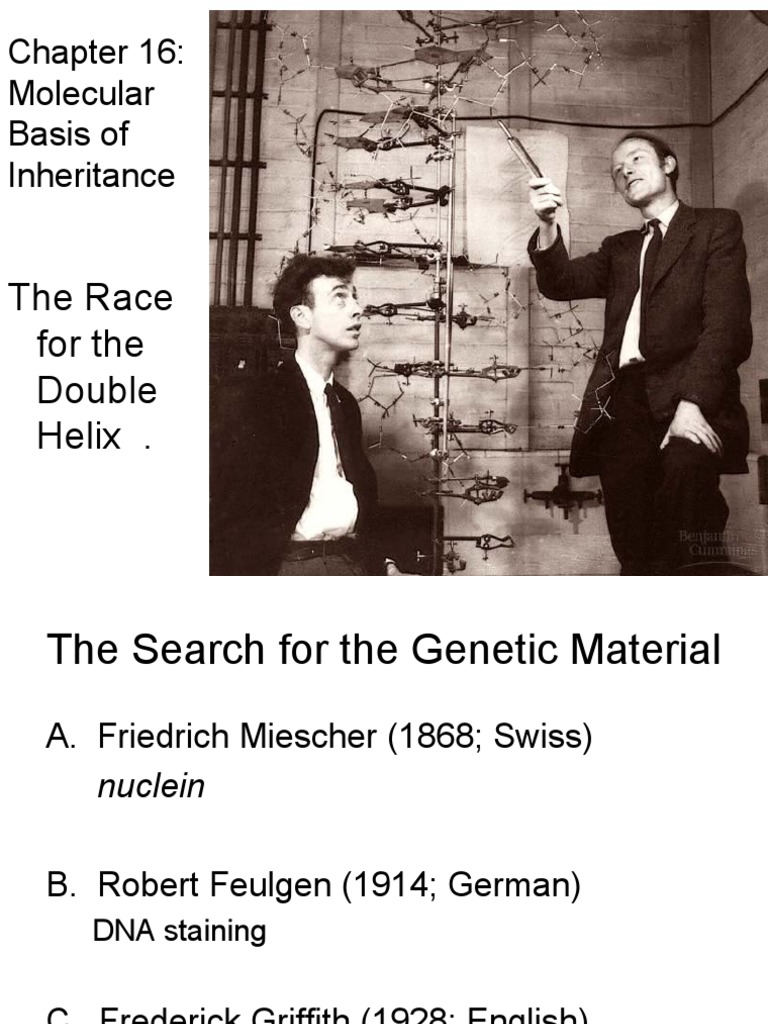 The Race For The Double Helix .: Molecular Basis of Inheritance | PDF ...
