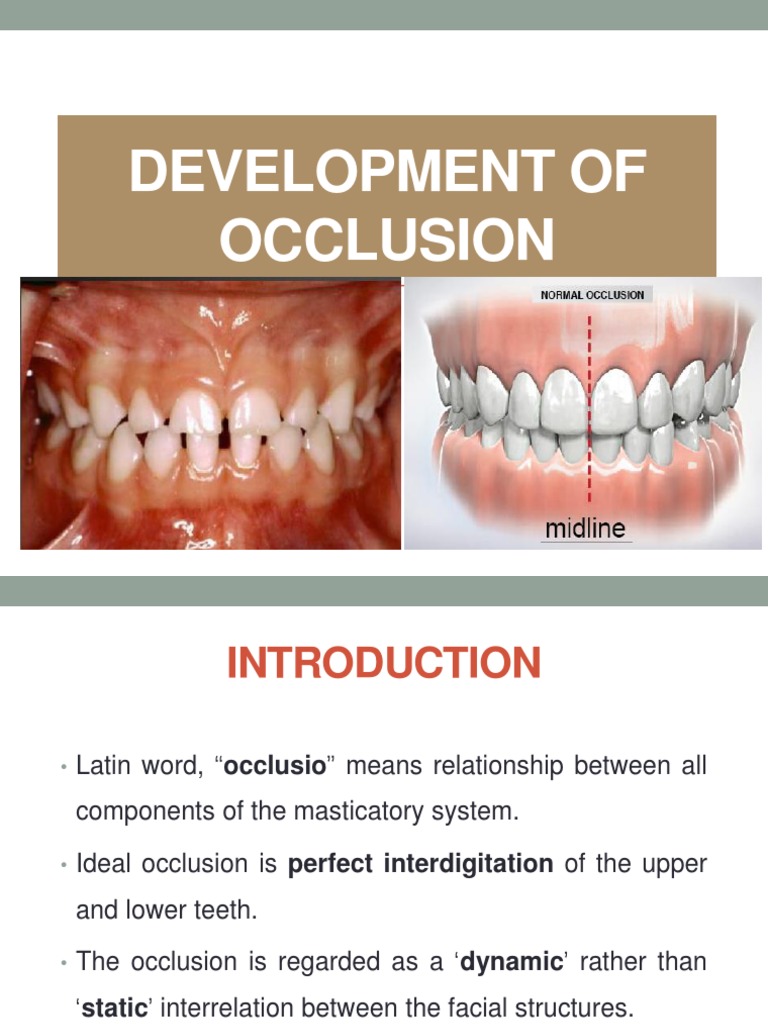 Development of Occlusion | PDF | Tooth | Mouth