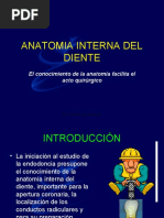 Endodoncia - Apice Radicular | PDF | Diente humano | Raíz