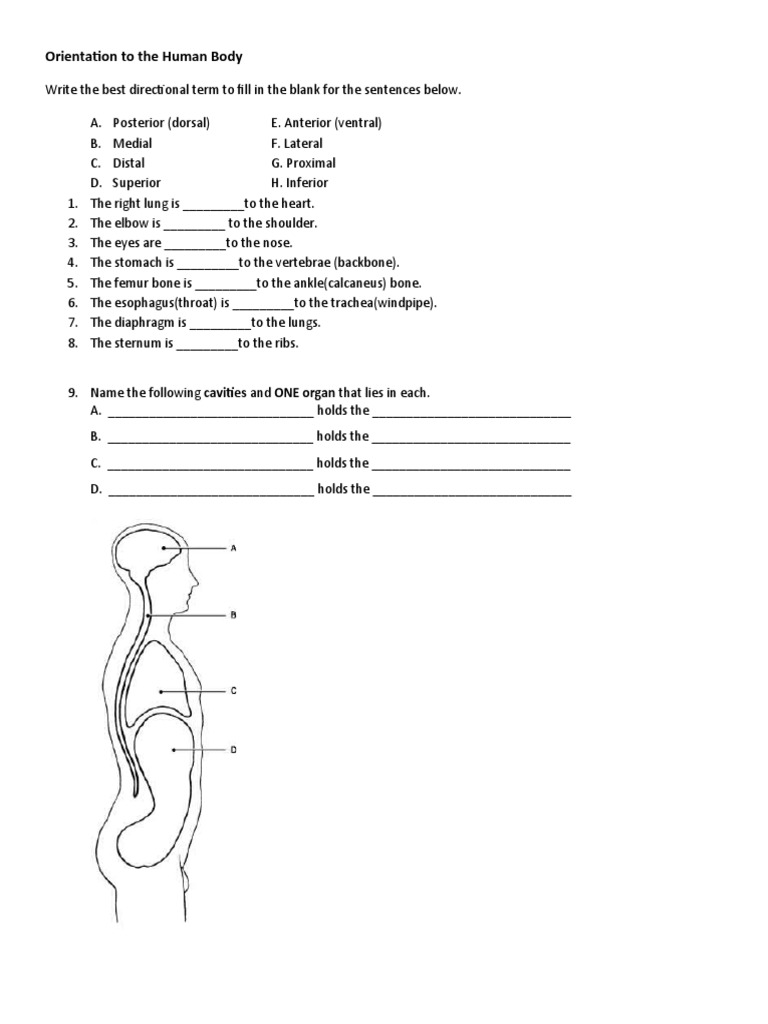 Directional Terms in Human Anatomy | PDF | Anatomical Terms Of Location ...