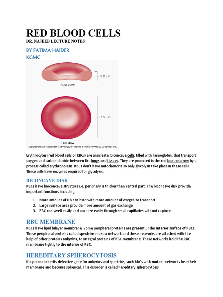 Red Blood Cells | PDF | Red Blood Cell | Blood Type