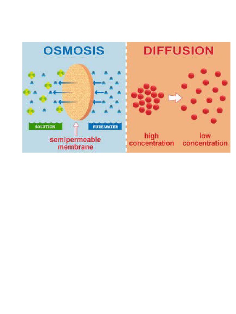 Osmosis | PDF
