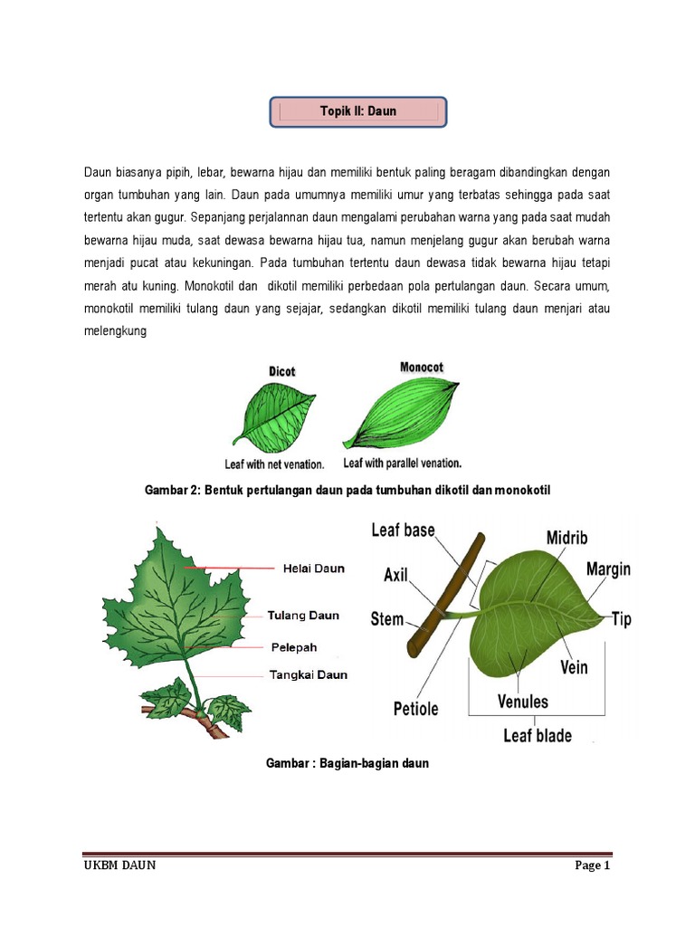 Daun | PDF