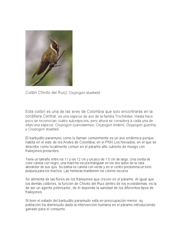 Colibri Chivito de Paramo | PDF