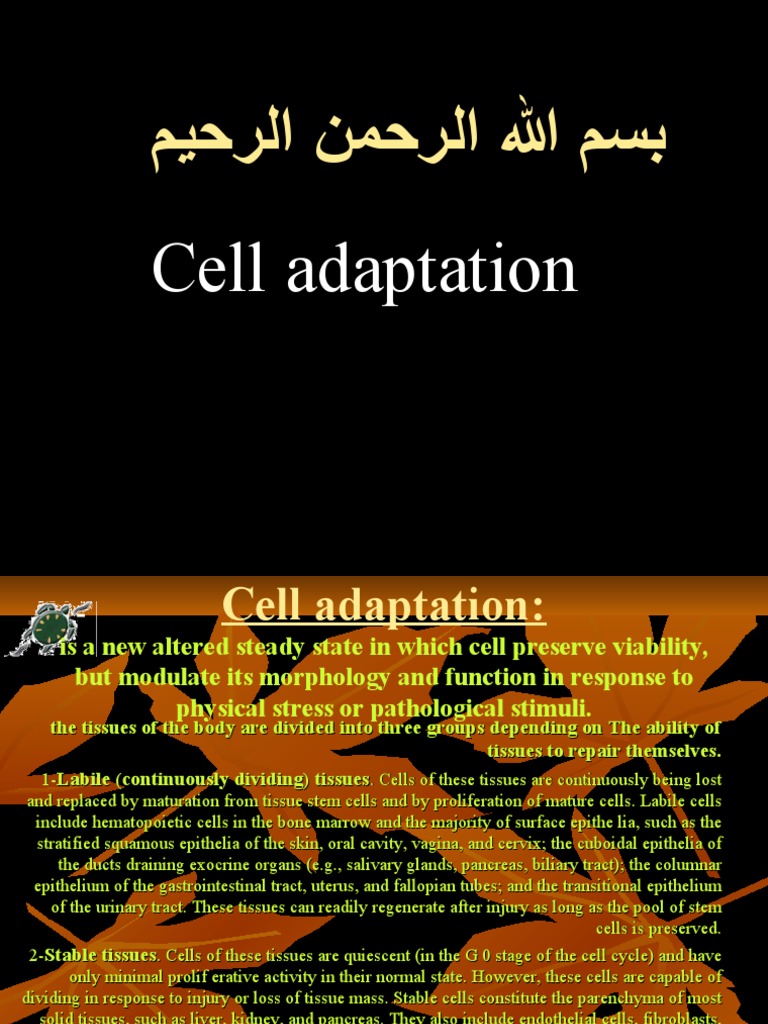 Cell Adaptation - Lec 3 | PDF | Epithelium | Tissue (Biology)