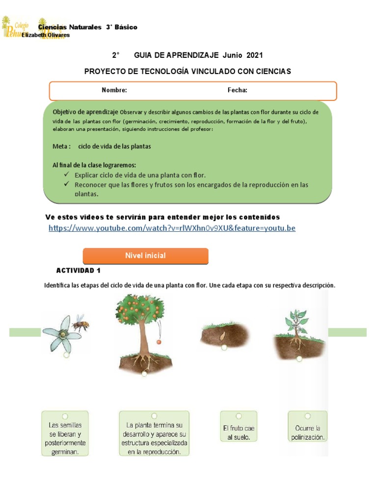 Ciclo De Vida De Las Plantas Para Niños El Ciclo De Vida De Los Seres