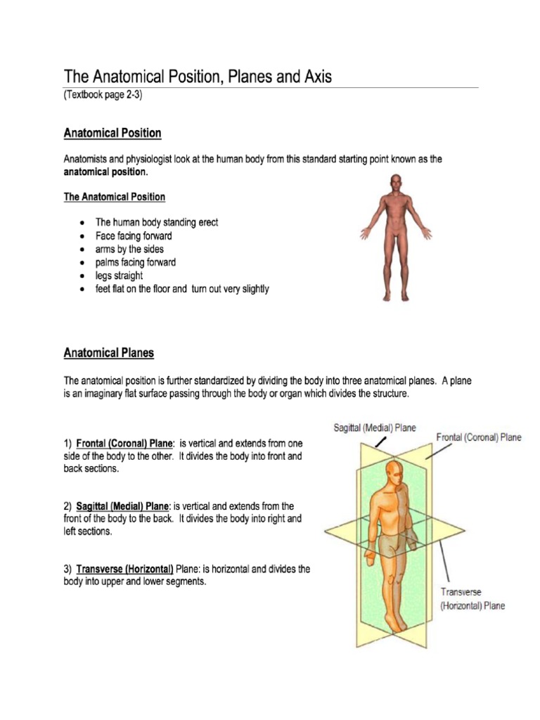Anatomical Planes And Axis