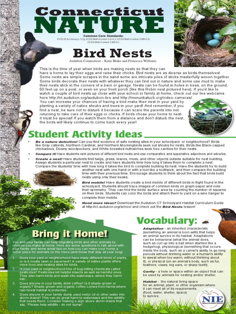 Bird Nests | PDF | Nest | Birds