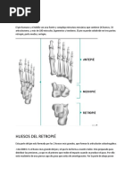 Anatomía y Biomecánica del Pie | PDF | Pie | Tobillo