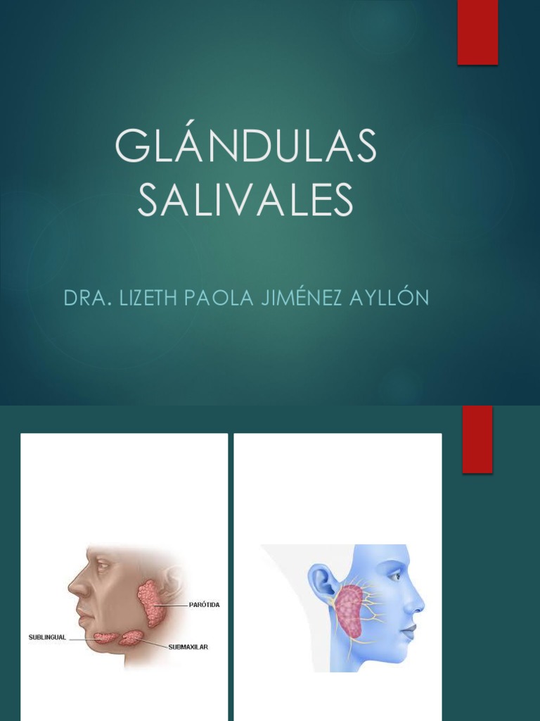 Glándulas Salivales | PDF | Saliva | Órgano (anatomía)
