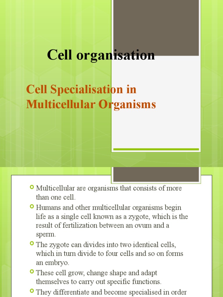 Cell Organisation: Cell Specialisation in Multicellular Organisms | PDF ...