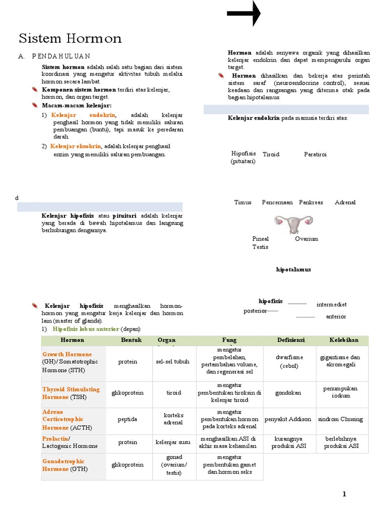 Sistem Hormon | PDF