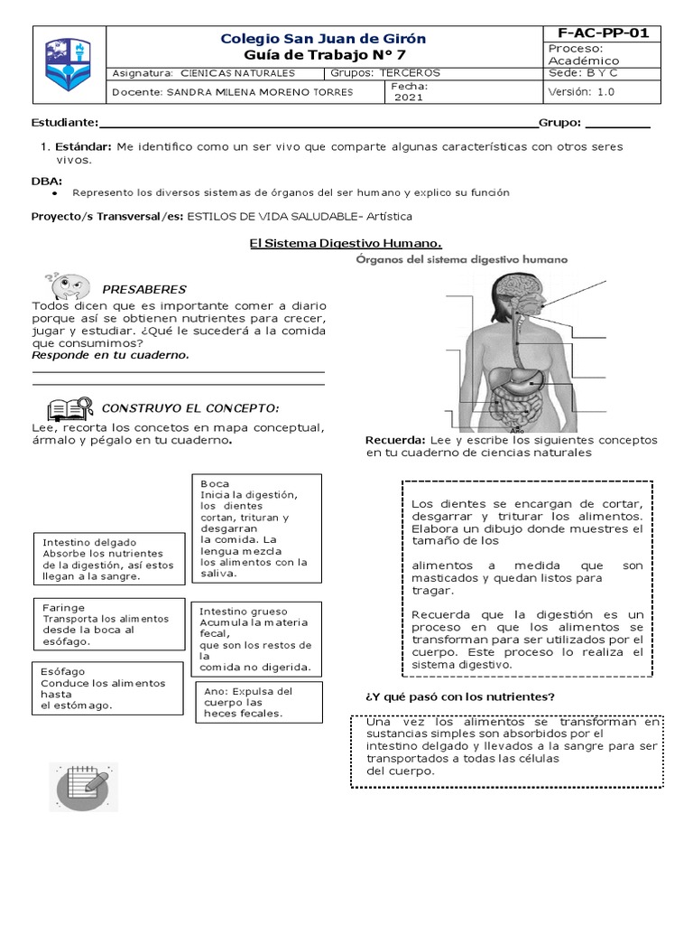 Ciencias Sistema Digestivo Guia 1.1 Julio | PDF | Digestión | Sistema ...