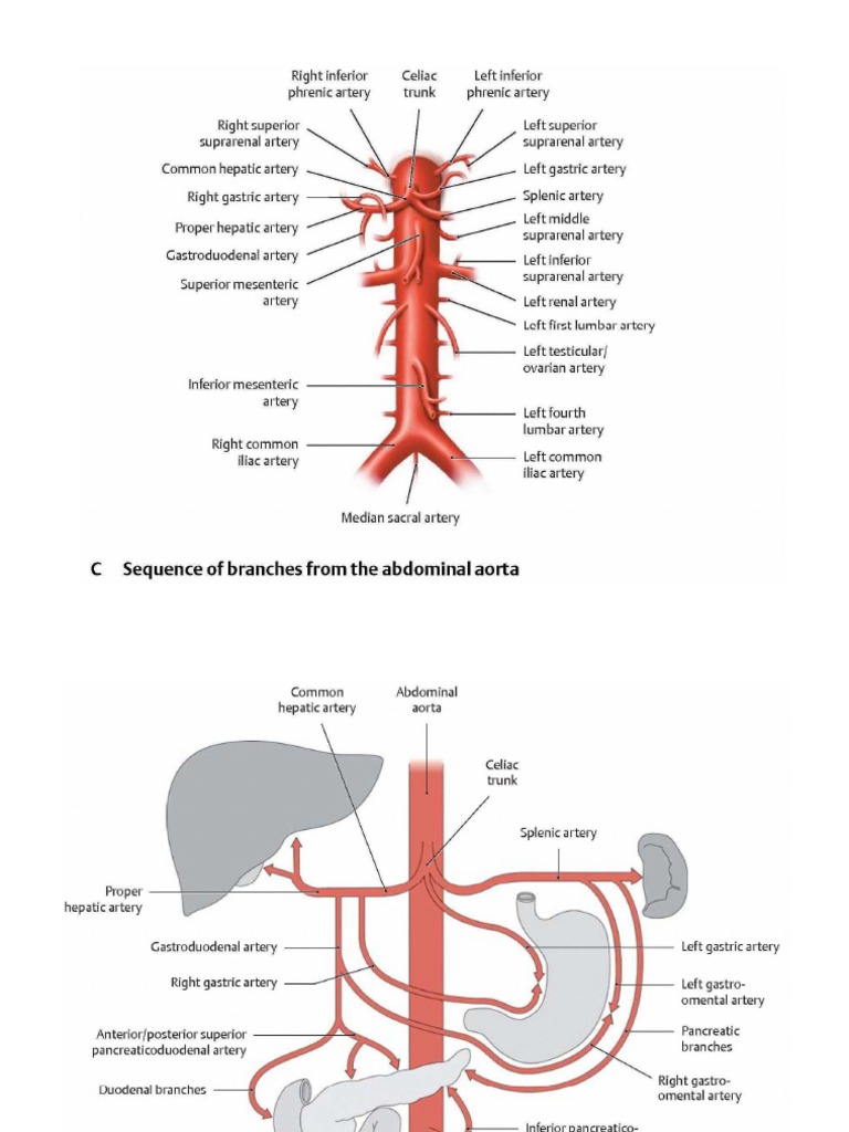 Tronco Celíaco y Arterias Mesentérica Superio e Inferior | Abdomen ...