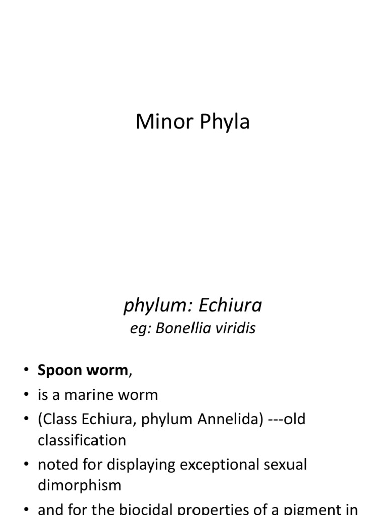 Minor Phyla 2021 | PDF | Protostomes | Zoology