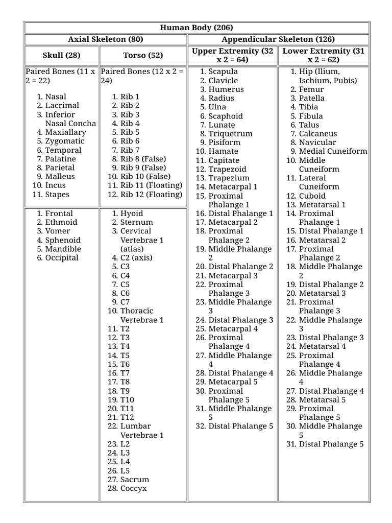 The 206 Bones of The Human Body | PDF | Musculoskeletal System | Human Anatomy