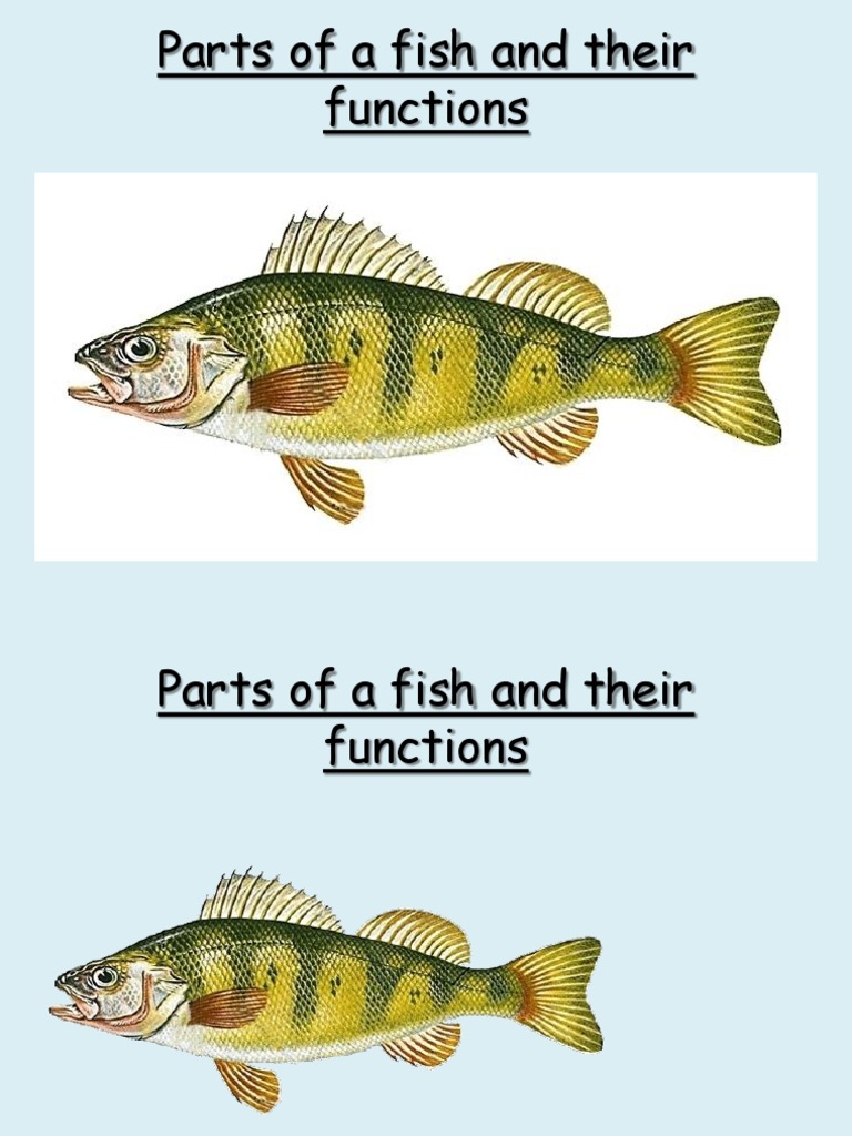 Fish Powerpoint 04.5.20 | PDF