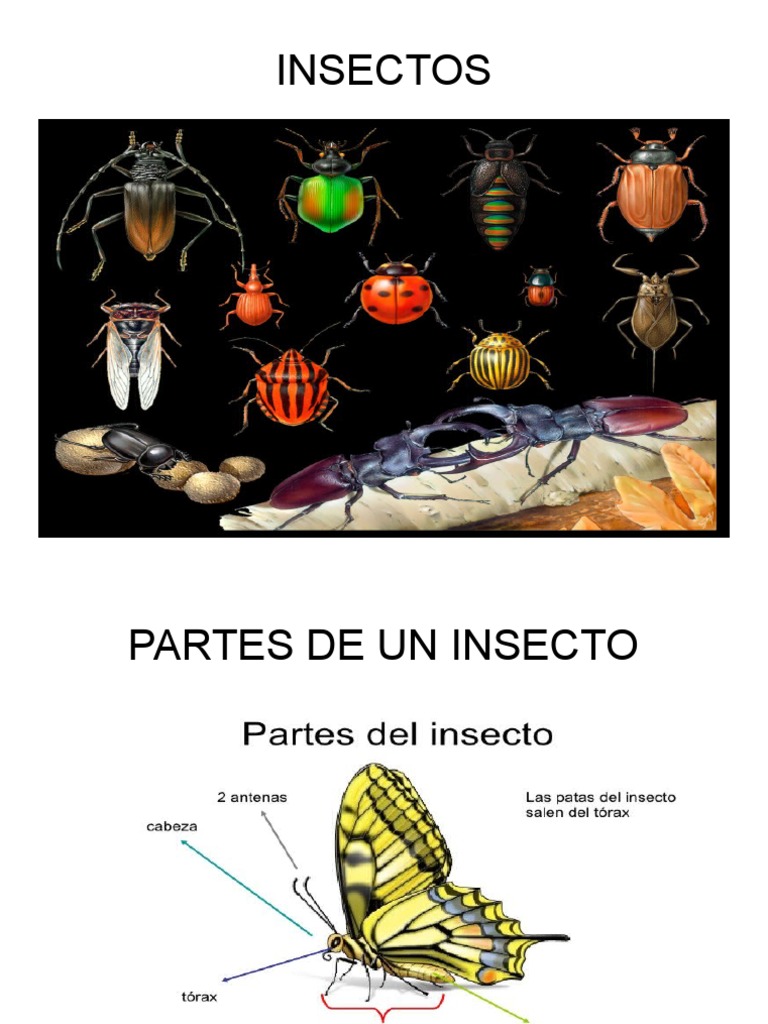 Exoesqueleto y Hábitat de Insectos | PDF | Hogar, jardinería y bricolaje
