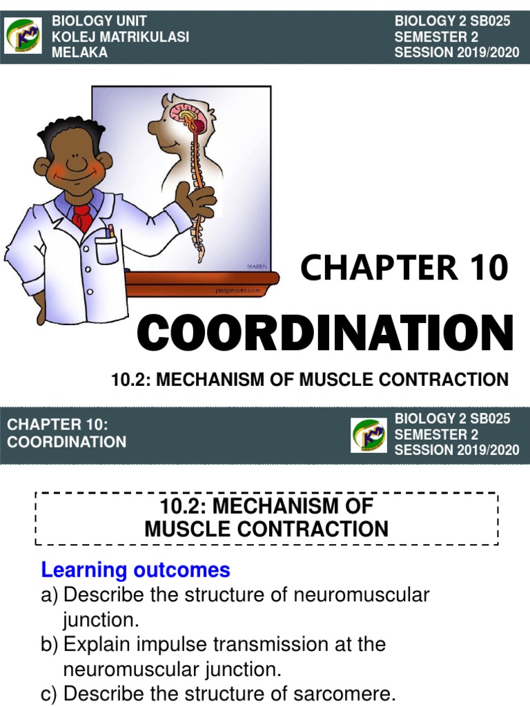 Mechanism of Muscle Contraction Explained | PDF | Neuromuscular ...