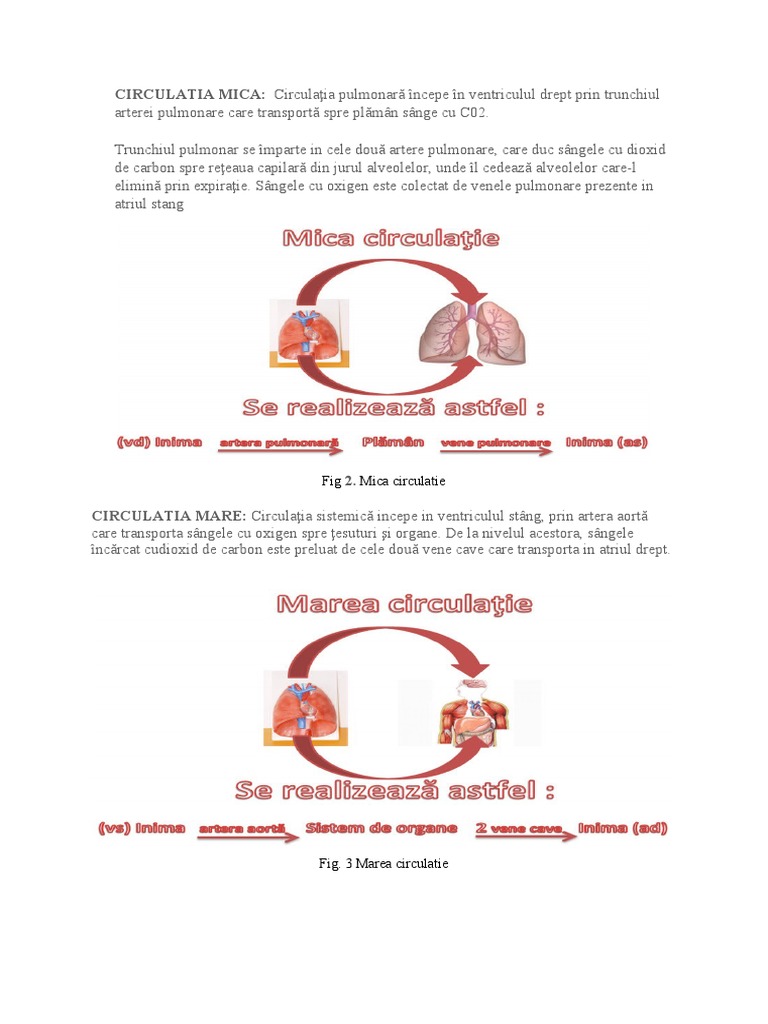Circulatia Mica | PDF