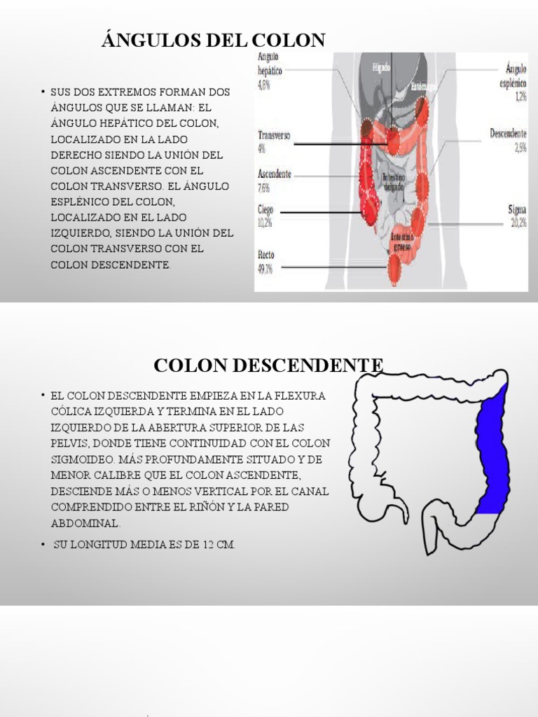 Ángulos Del Colon | PDF | Intestino grueso | Abdomen