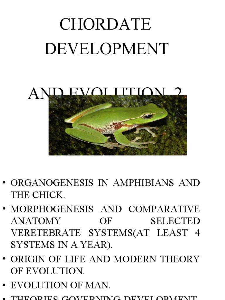 Chordate Development and Evolution 2 Powerpoint | PDF | Vertebra | Skin