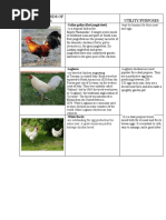 Chicken Breeds | PDF | Chicken | Birds