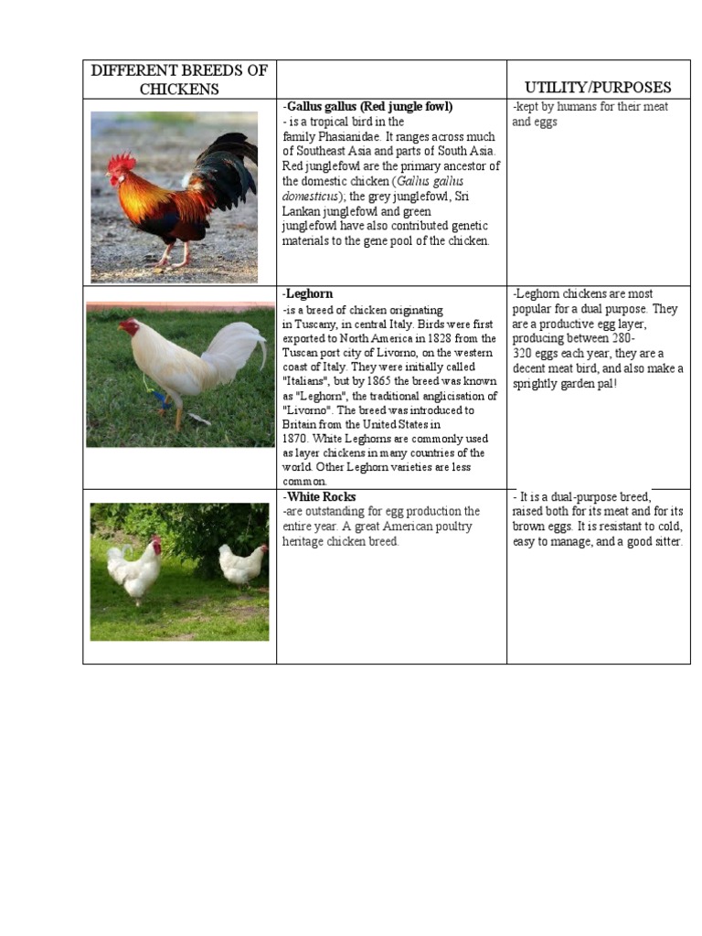Different Breeds of Chickens Utility/Purposes: Domesticus) The Grey ...