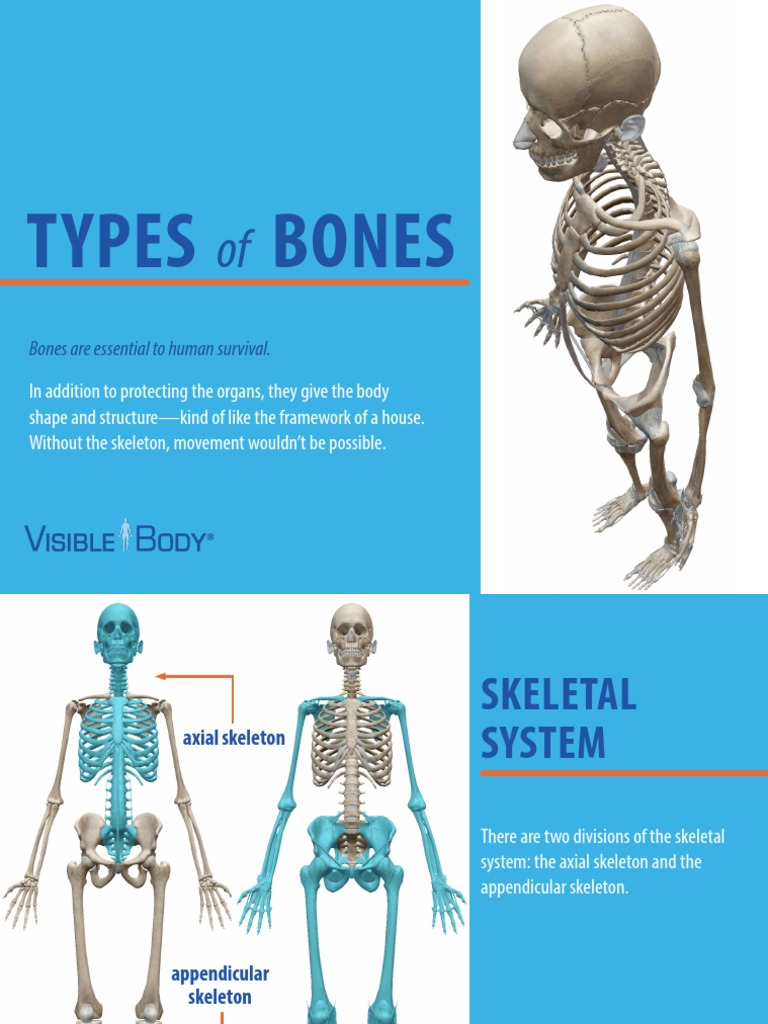 VisibleBody - Types of Bones Ebook - 2018 | PDF | Vertebral Column ...