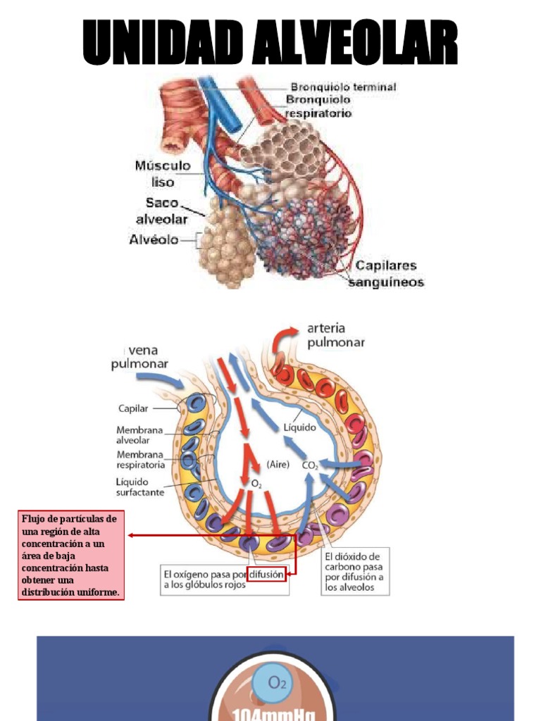 Unidad Alveolar | PDF