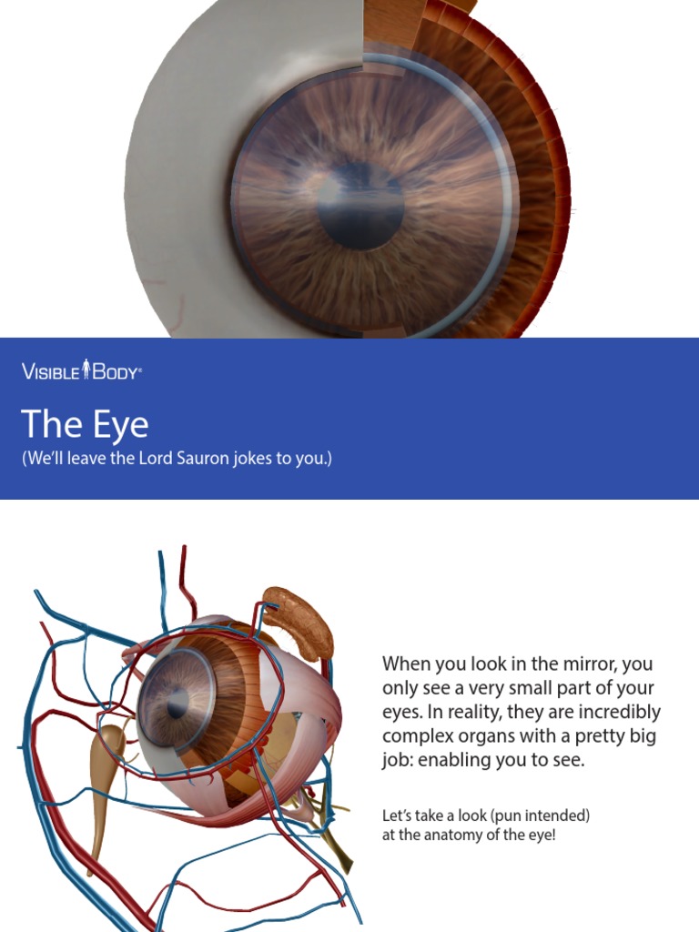 VisibleBody Human Eye Ebook 2017 | PDF