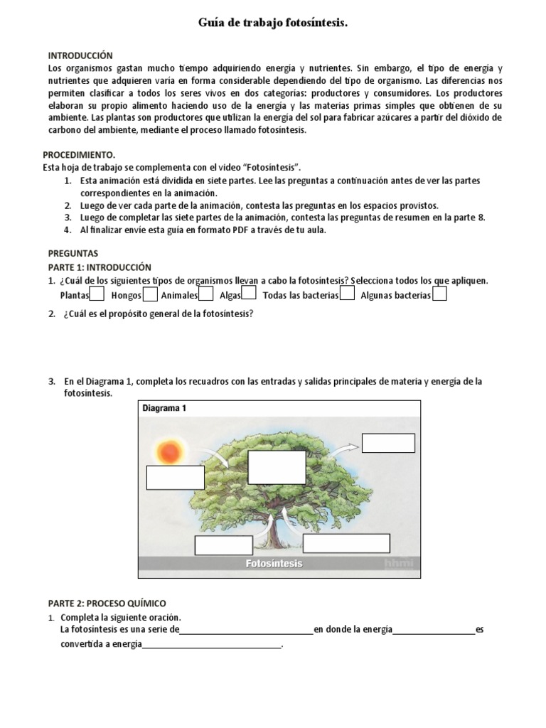 Guía de Trabajo Fotosíntesis | PDF | Procesos celulares | Fisiología