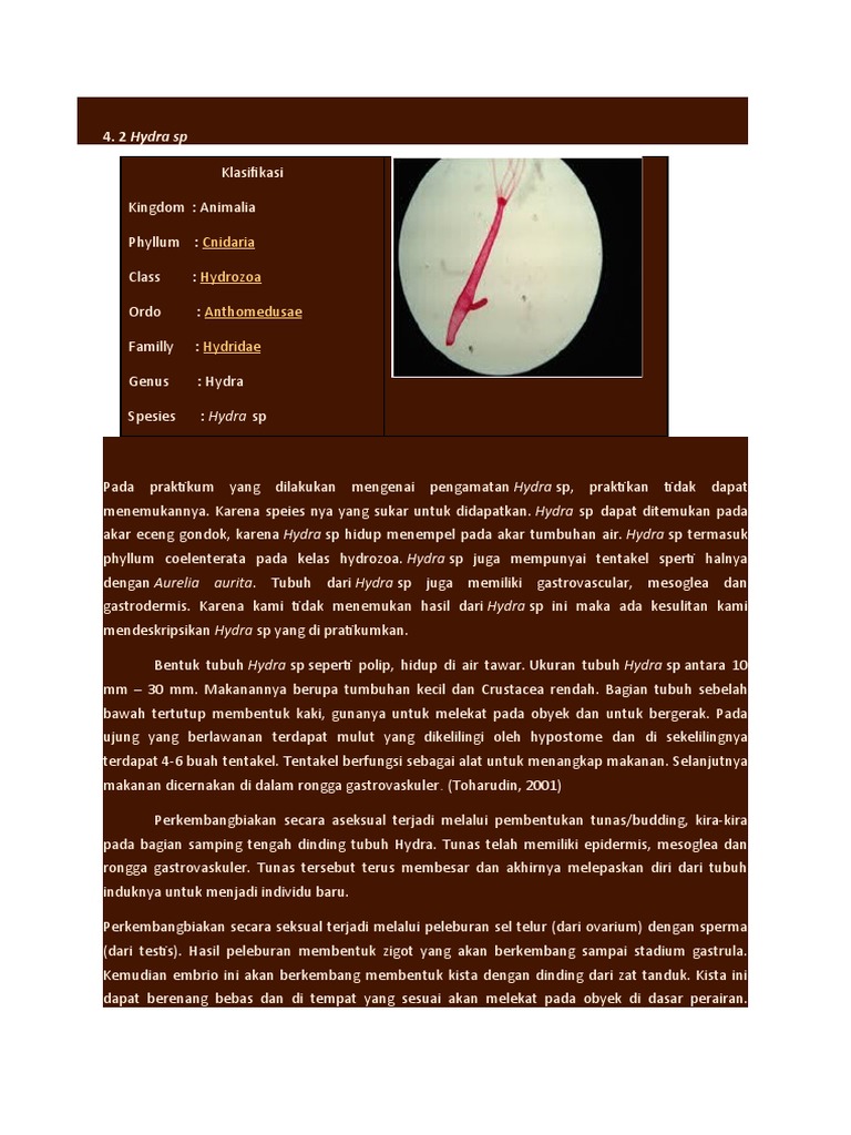 2 Hydra SP: Cnidaria Hydrozoa Anthomedusae Hydridae | PDF