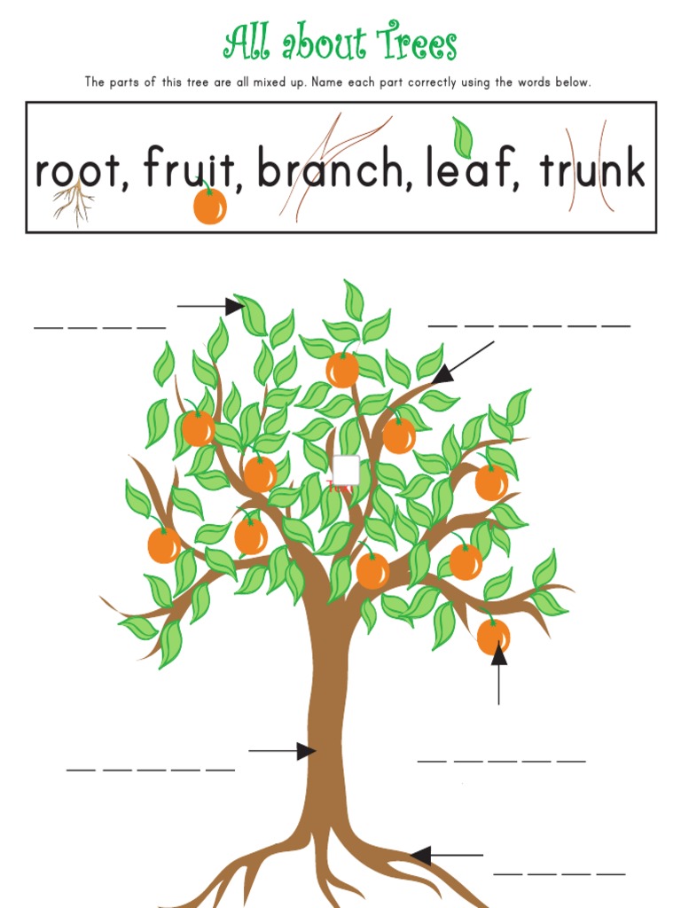 Root Fruit Branch Leaf Trunk, ,, ,: All About Trees | PDF