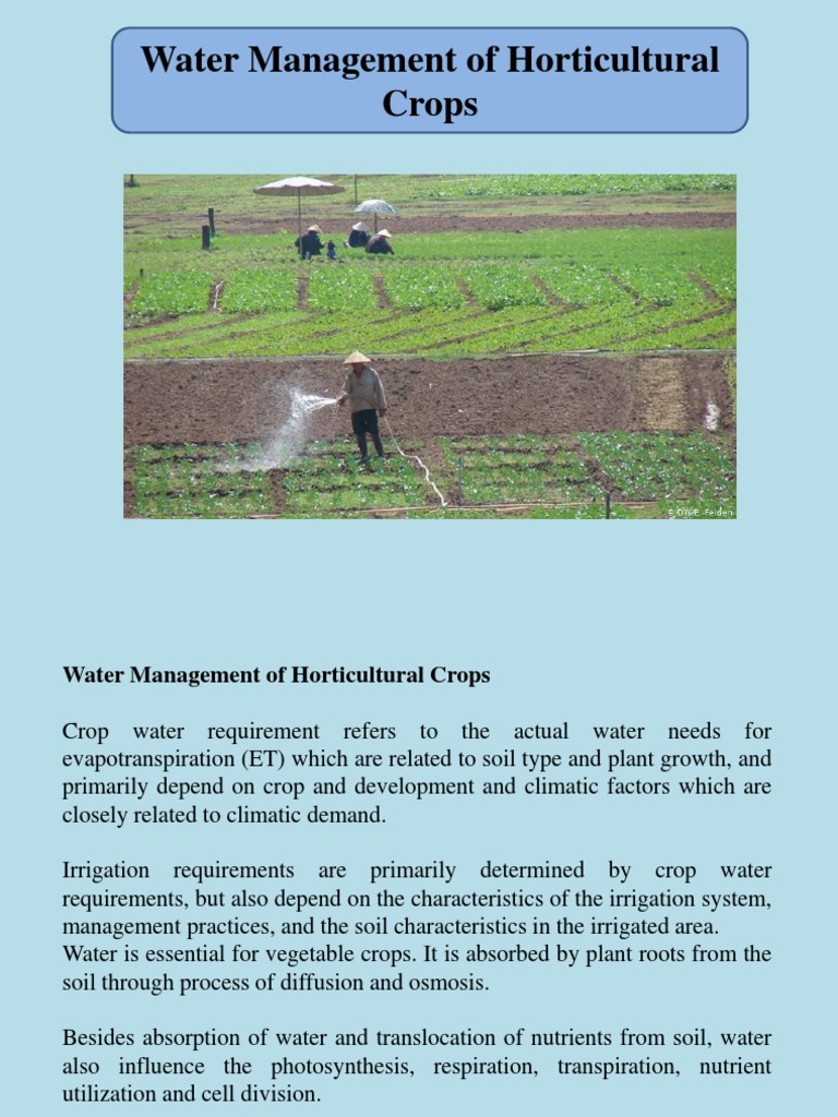 Water Management of Horticultural Crops | PDF | Vegetables | Irrigation