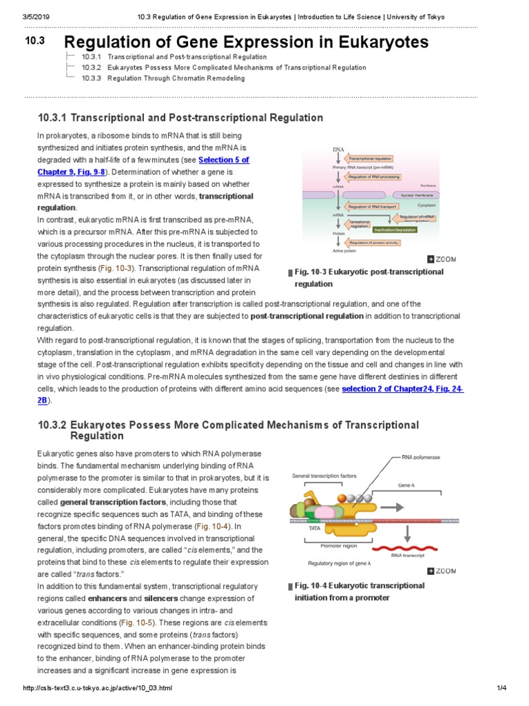 10.3 Regulation of Gene Expression in Eukaryotes - Introduction To Life ...
