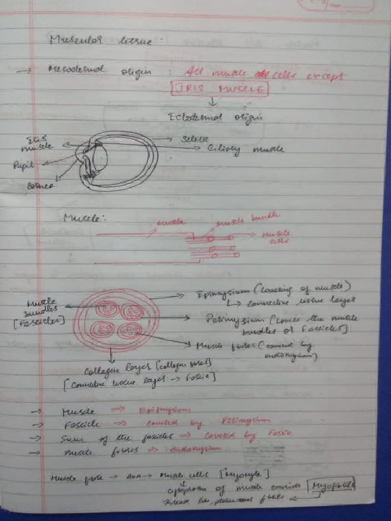 Animal Tissue Notes Niru | PDF | Nature