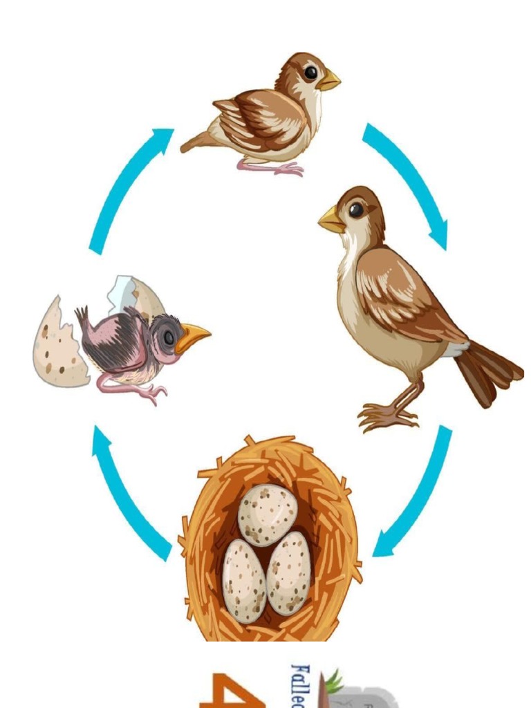 Ciclo de Vida Del Pajaro | PDF